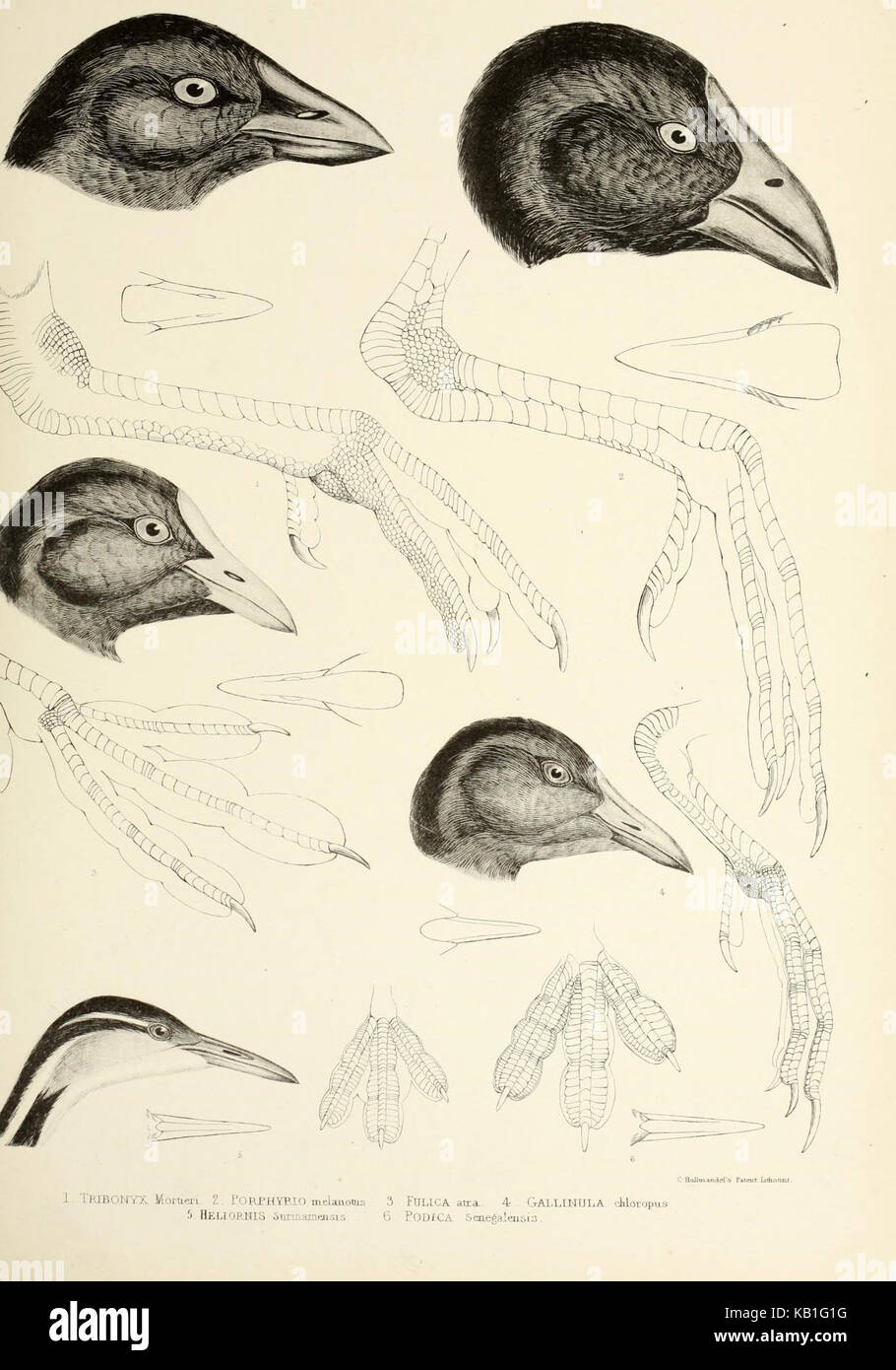 This book features detailed illustrations and classifications of ...