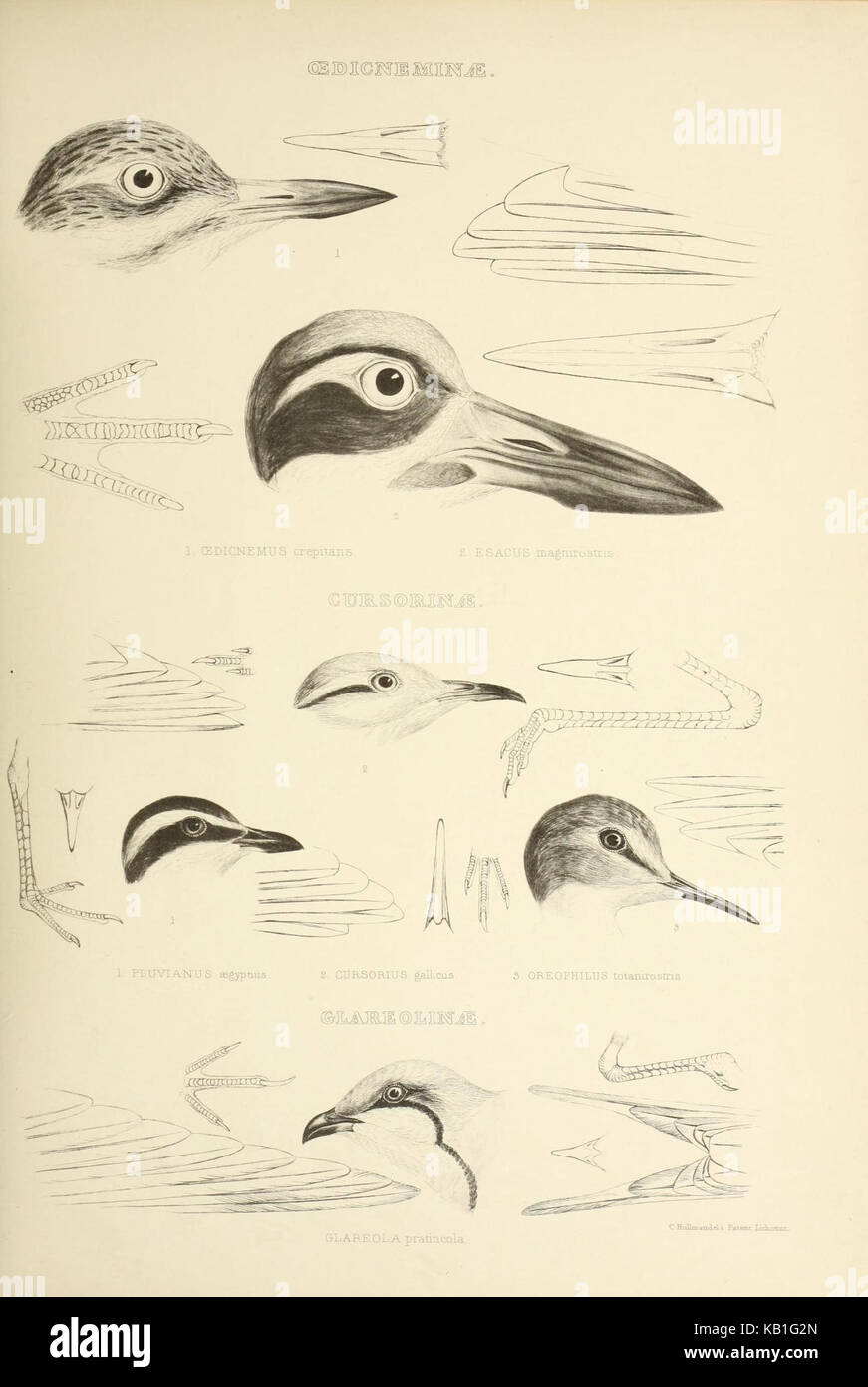 Birds pictorial works zoology hi-res stock photography and images - Alamy