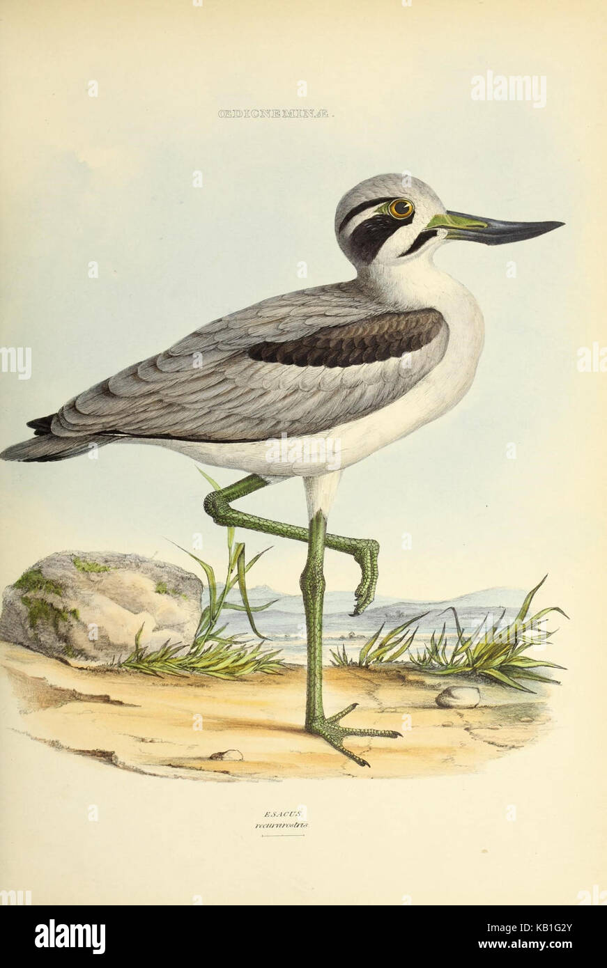 Taxonomy of birds hi-res stock photography and images - Alamy