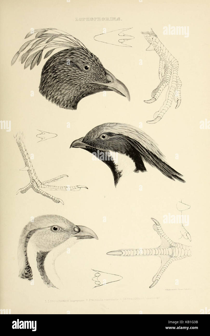 Classification in avian taxonomy hi-res stock photography and images ...