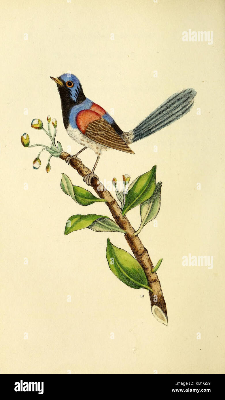 Language of birds hi-res stock photography and images - Alamy