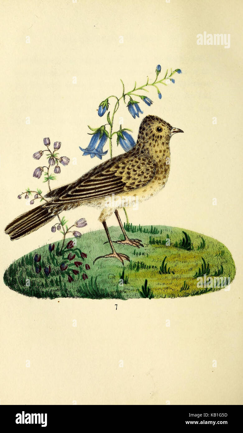 The language of birds (18304966018 Stock Photo - Alamy