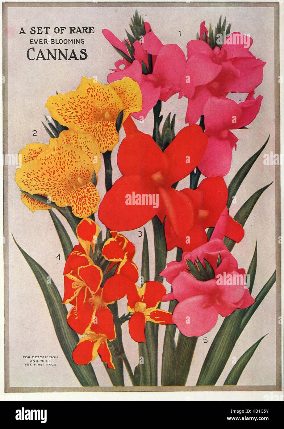 Superb springfield collection peonies hi-res stock photography and ...