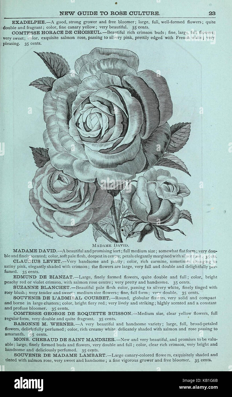 Rose culture roses u s department of agriculture hi-res stock ...