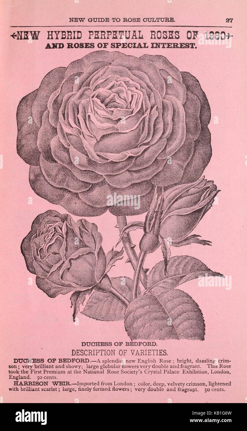 Rose culture roses u s department of agriculture hi-res stock ...