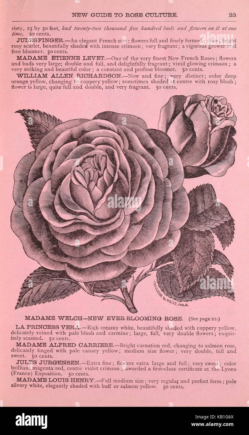The new guide to rose culture (16803679589 Stock Photo - Alamy