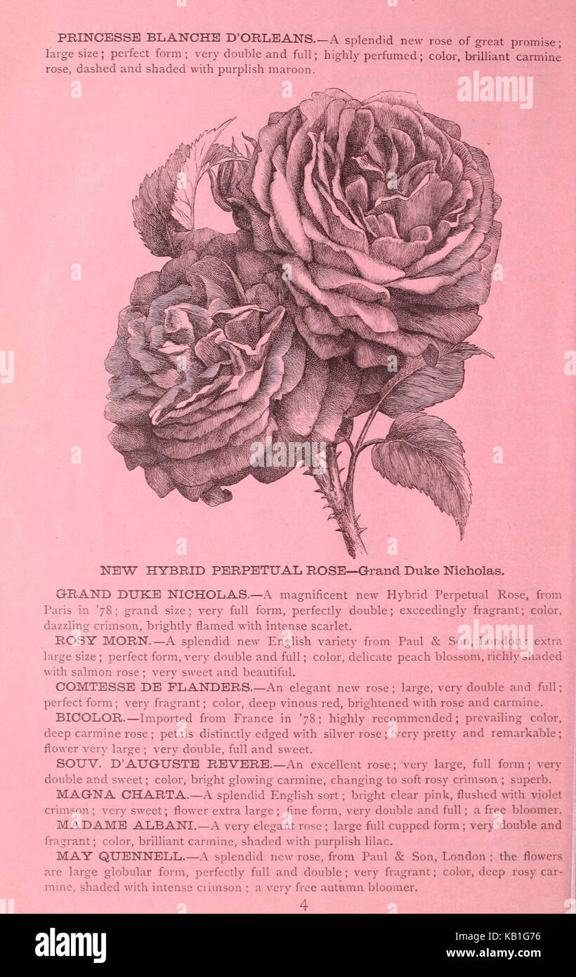 The new guide to rose culture (16988882481 Stock Photo - Alamy