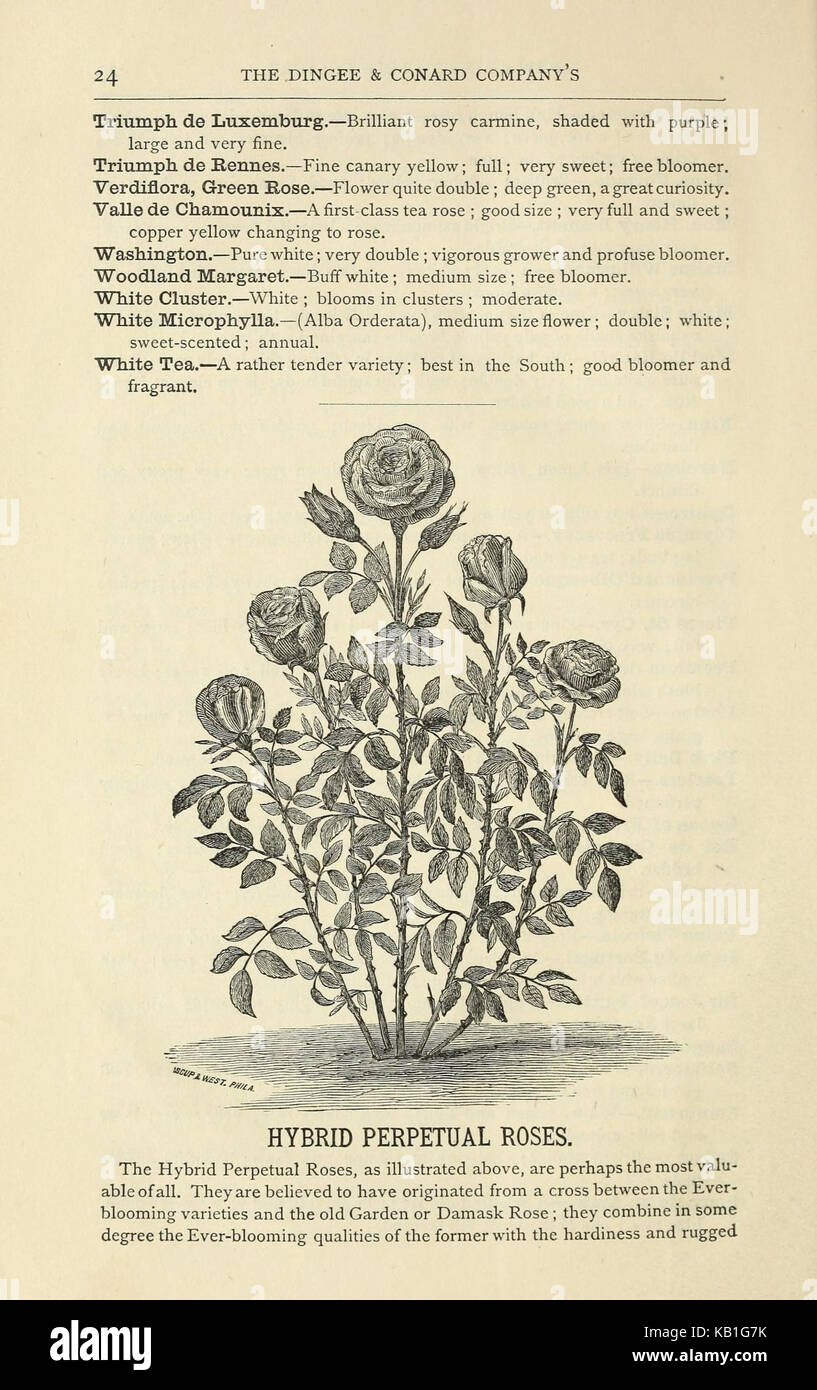 Rose culture roses u s department of agriculture hi-res stock ...