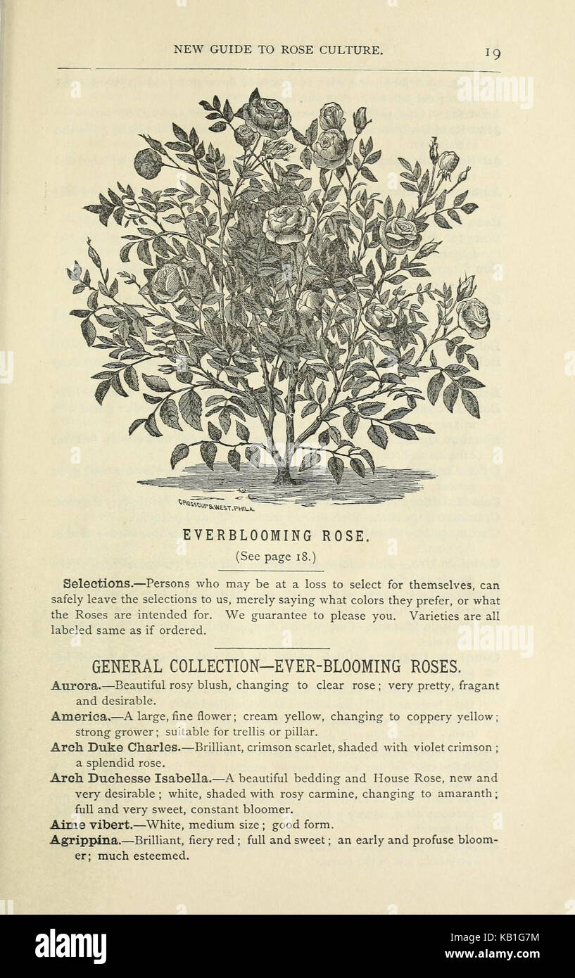 The new guide to rose culture (16258881647 Stock Photo - Alamy