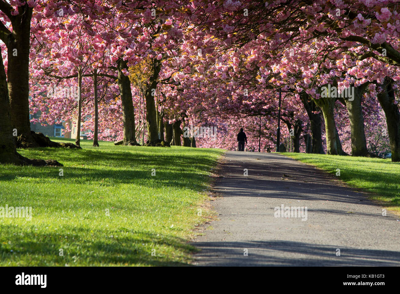 Pink Cherry Trees on Stray Rein in Harrogate,North Yorkshire,England ...