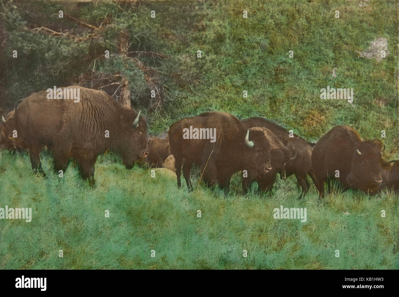 Map Of Buffalo High Resolution Stock Photography and Images - Alamy