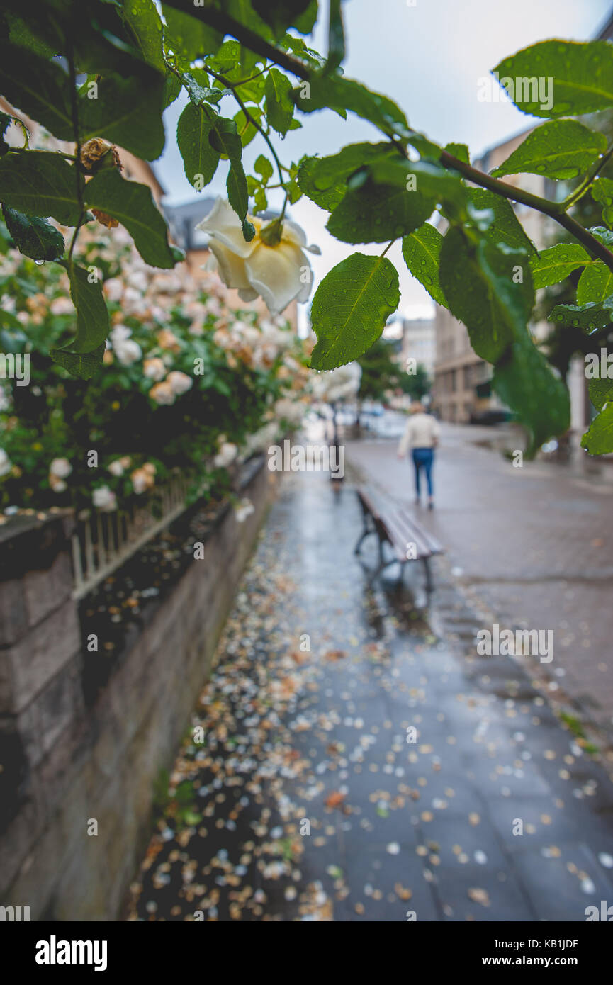 Autumn scene and fallen leaves on the floor Stock Photo - Alamy