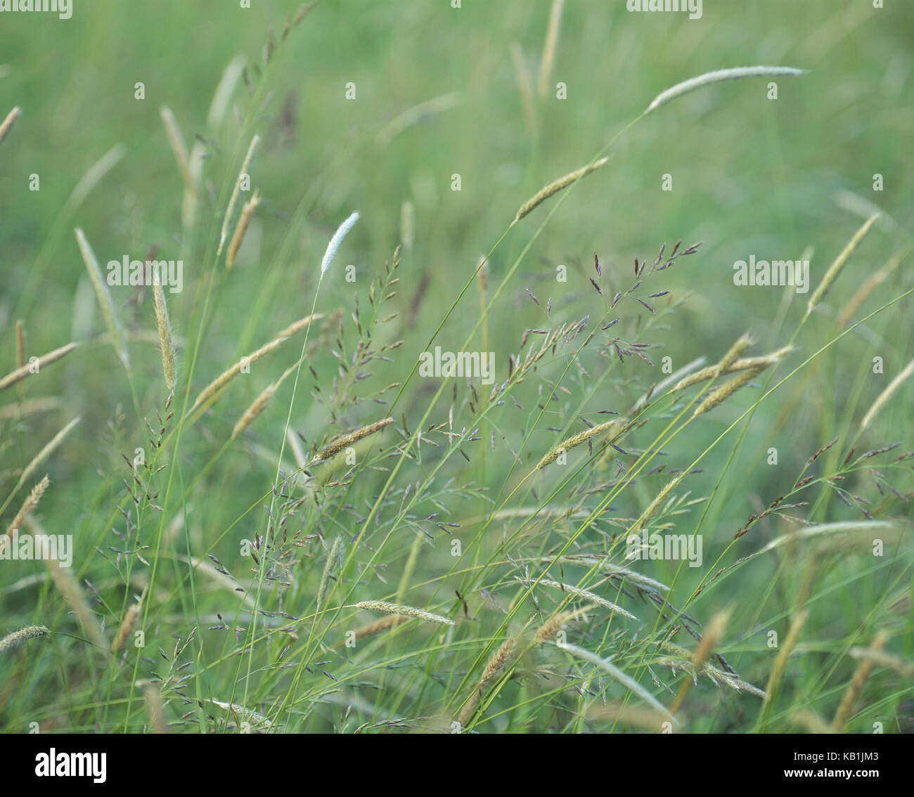 Grass, medium close-up Stock Photo - Alamy