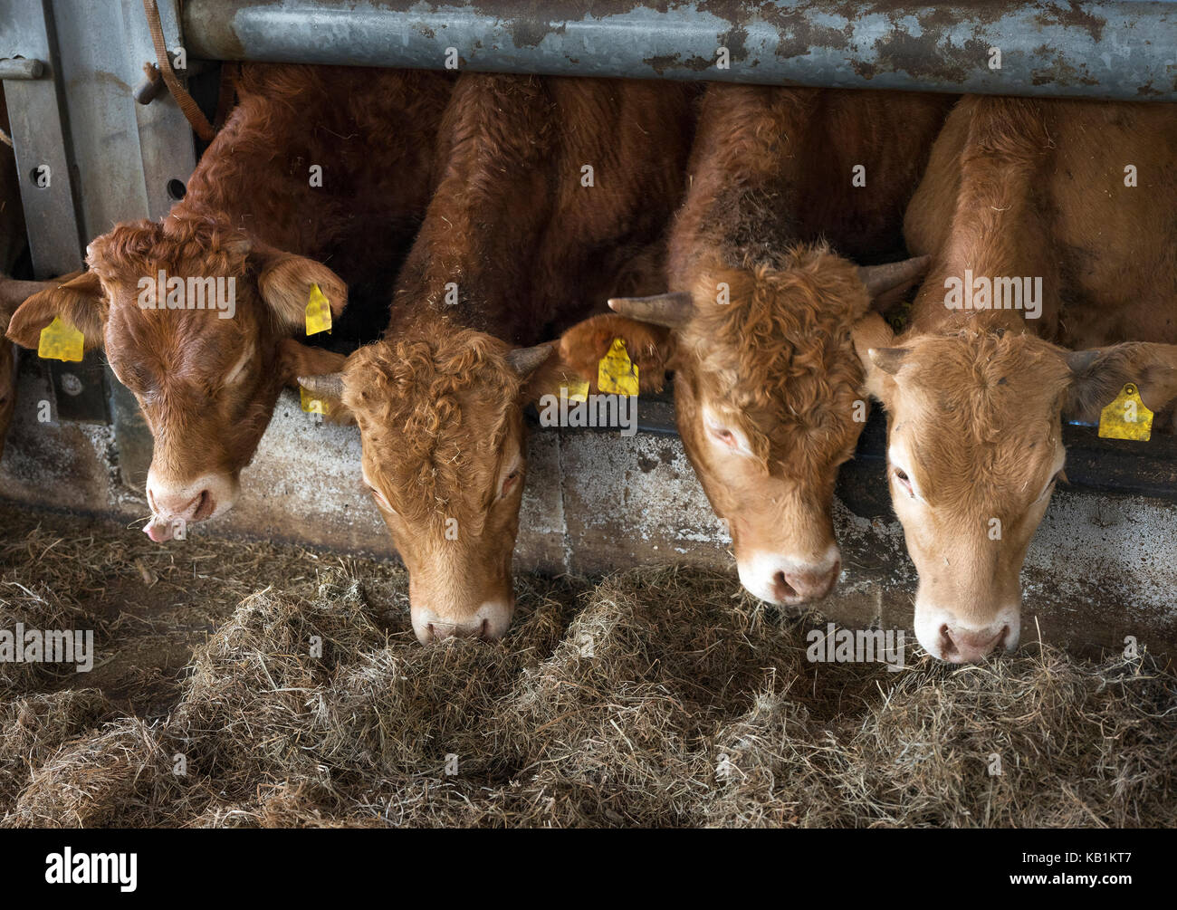 Livestock farm young bulls in hi-res stock photography and images - Alamy