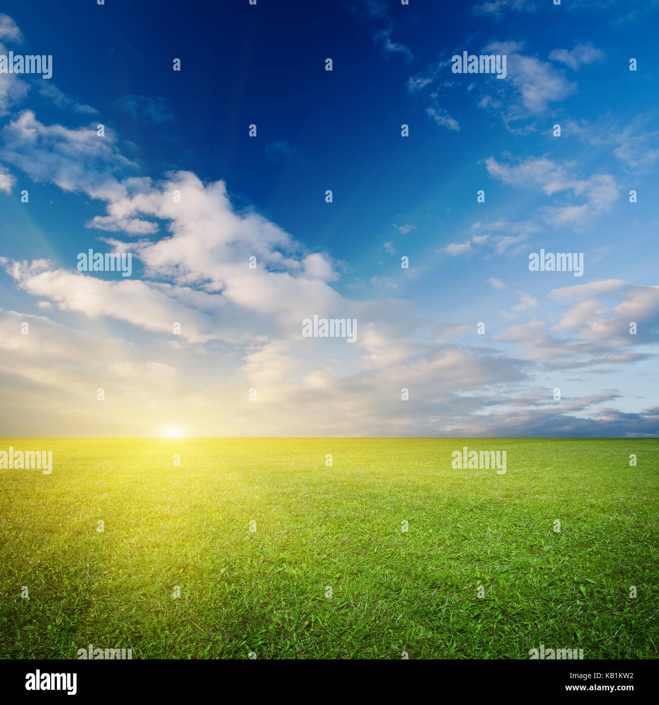 Evening meadow nature background Stock Photo - Alamy