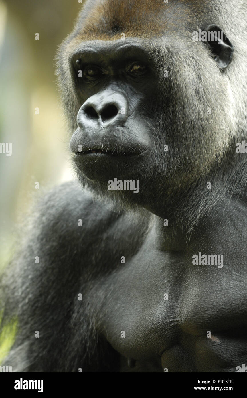 Loro parque hi-res stock photography and images - Alamy