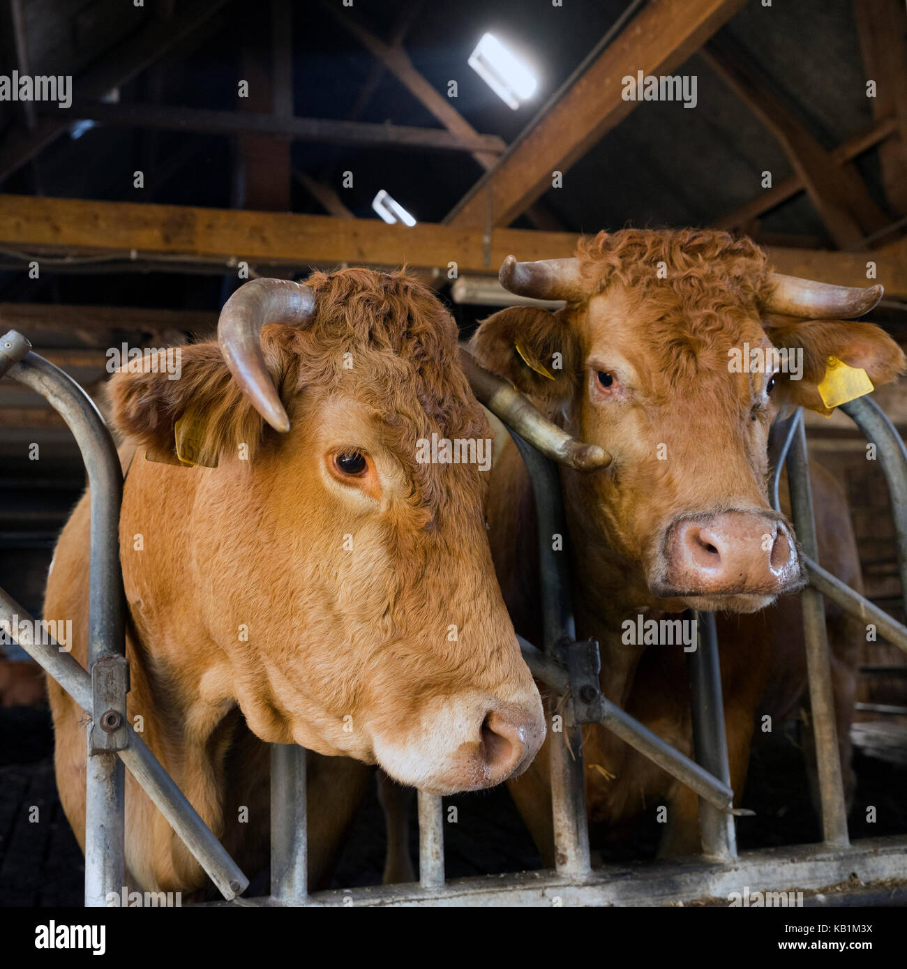 horned limousin cows inside barn on organic farm in the netherlands ...
