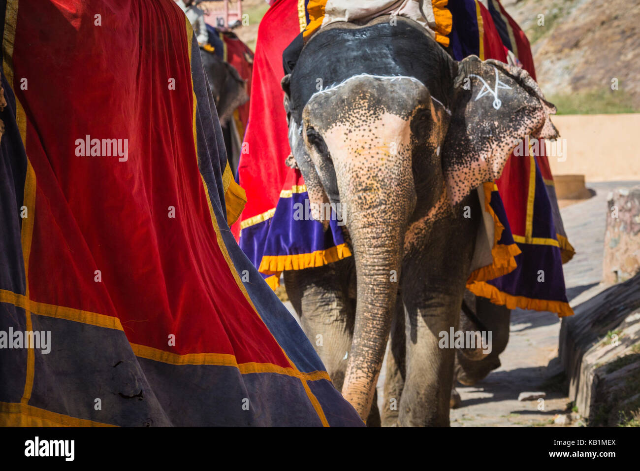 Decorated elephants in Jaleb Chowk in Amber Fort in Jaipur, India Stock ...