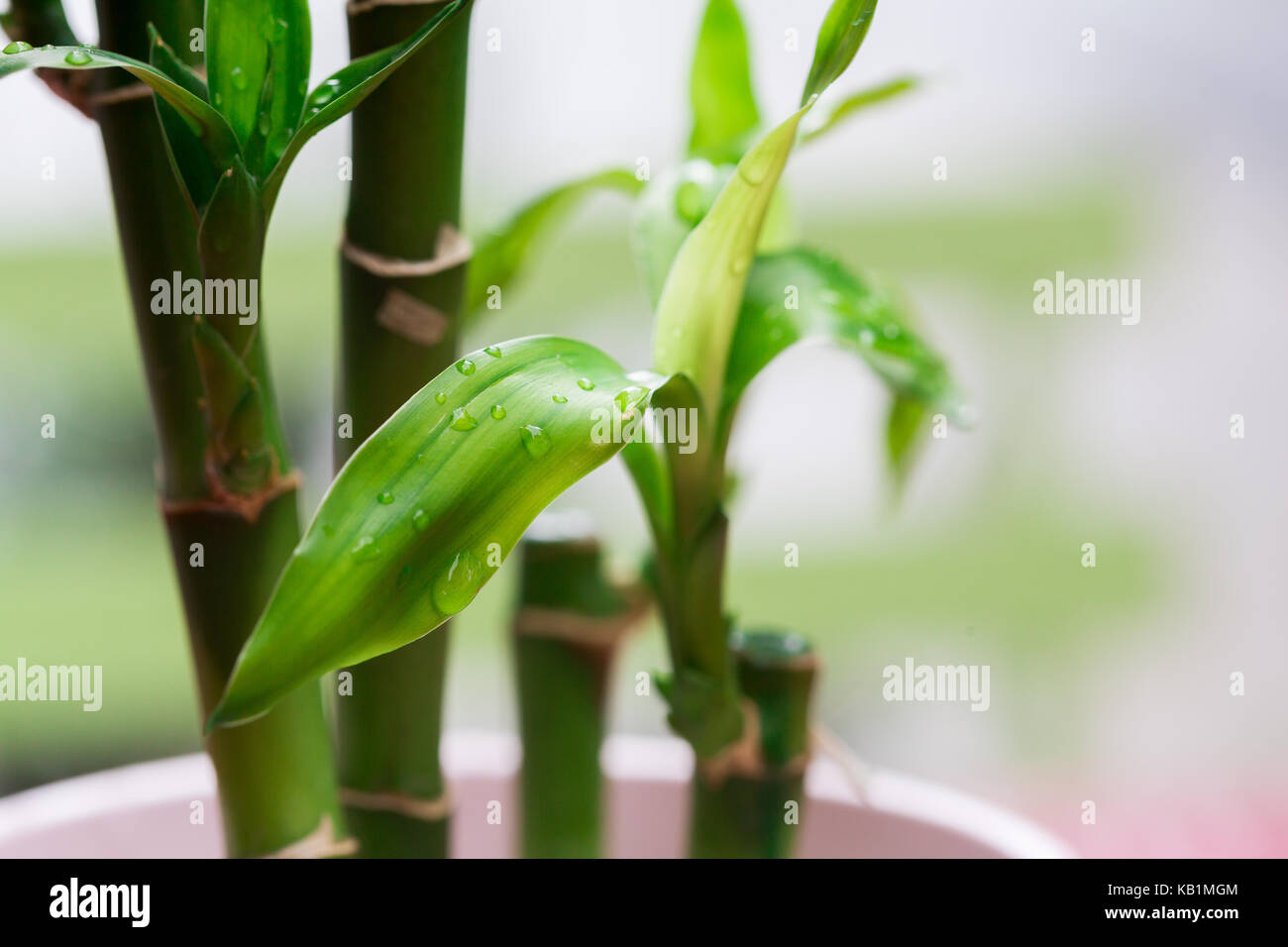 Water bamboo plant leaf hi-res stock photography and images - Alamy