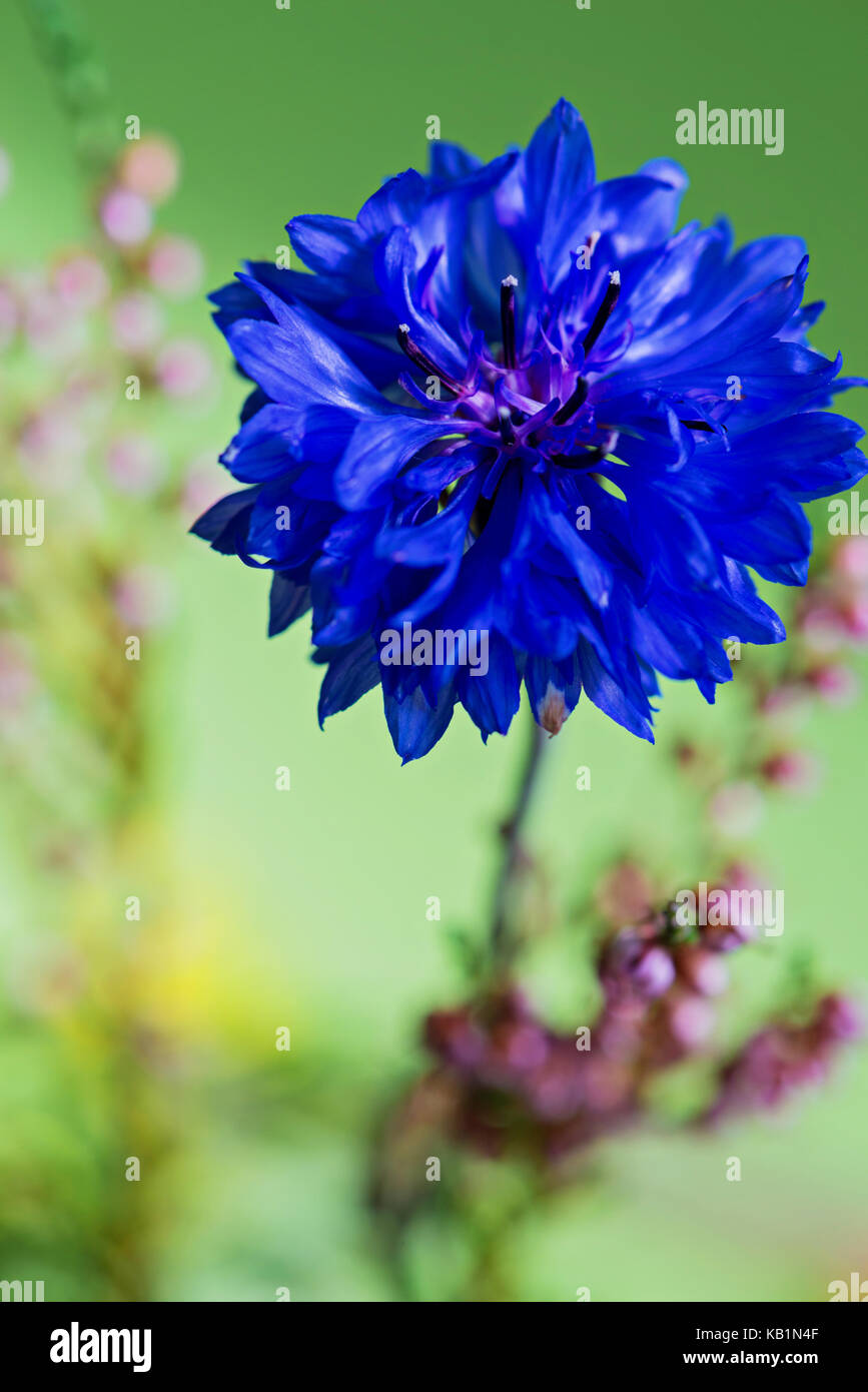Beauty of blue cornflower Stock Photo - Alamy