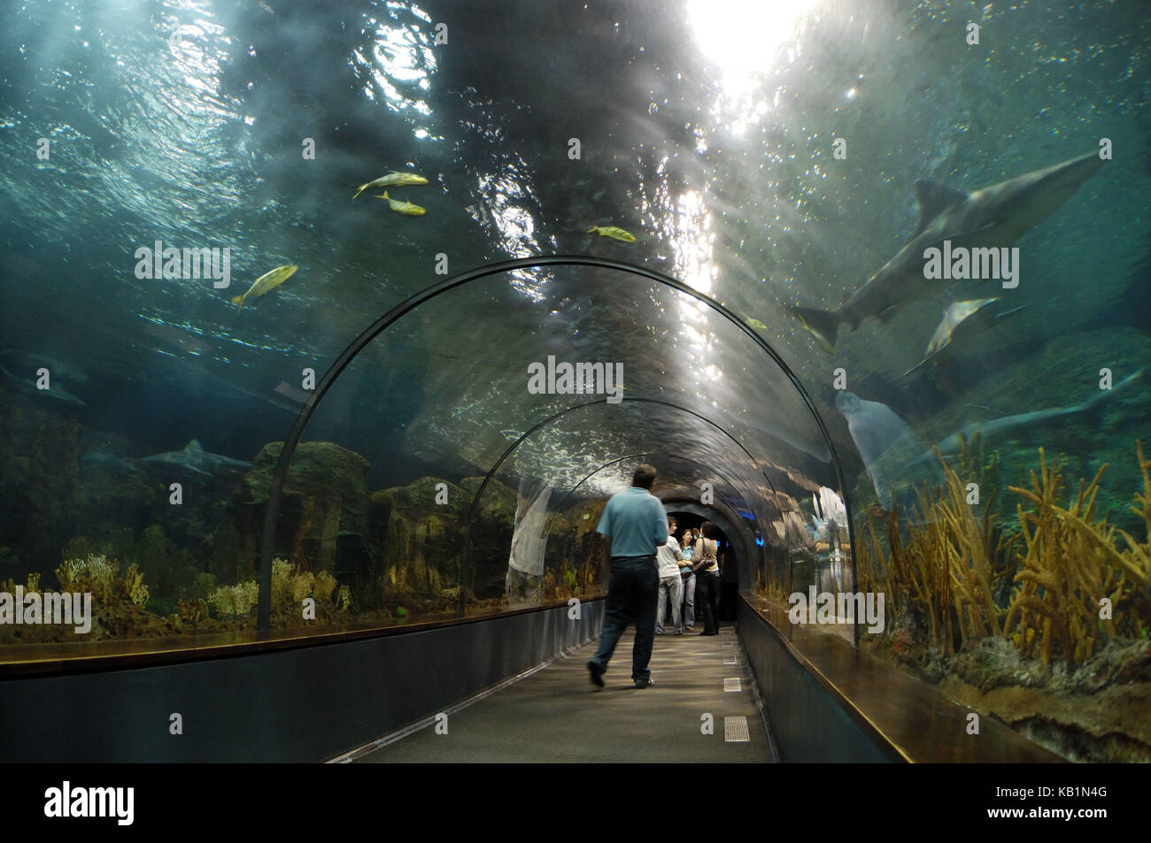 Loro parque zoo tenerife hi-res stock photography and images - Alamy