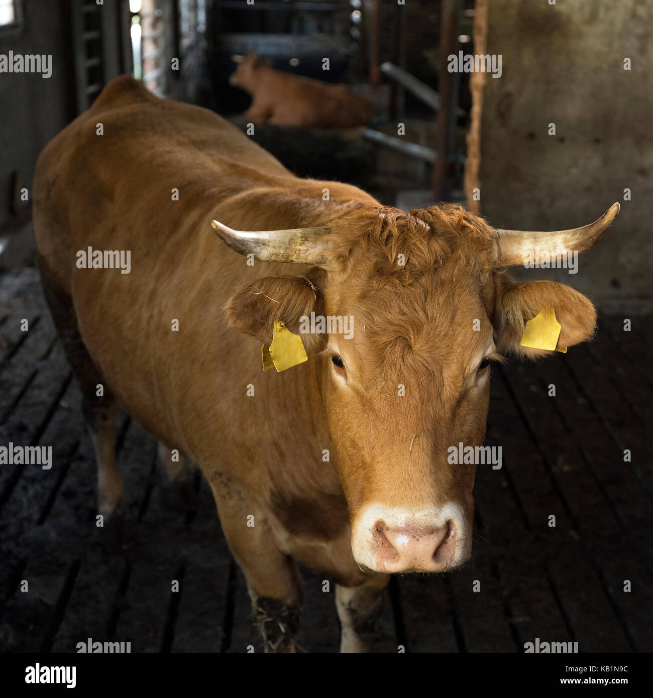 horned limousin cow inside barn on organic farm in the netherlands near ...