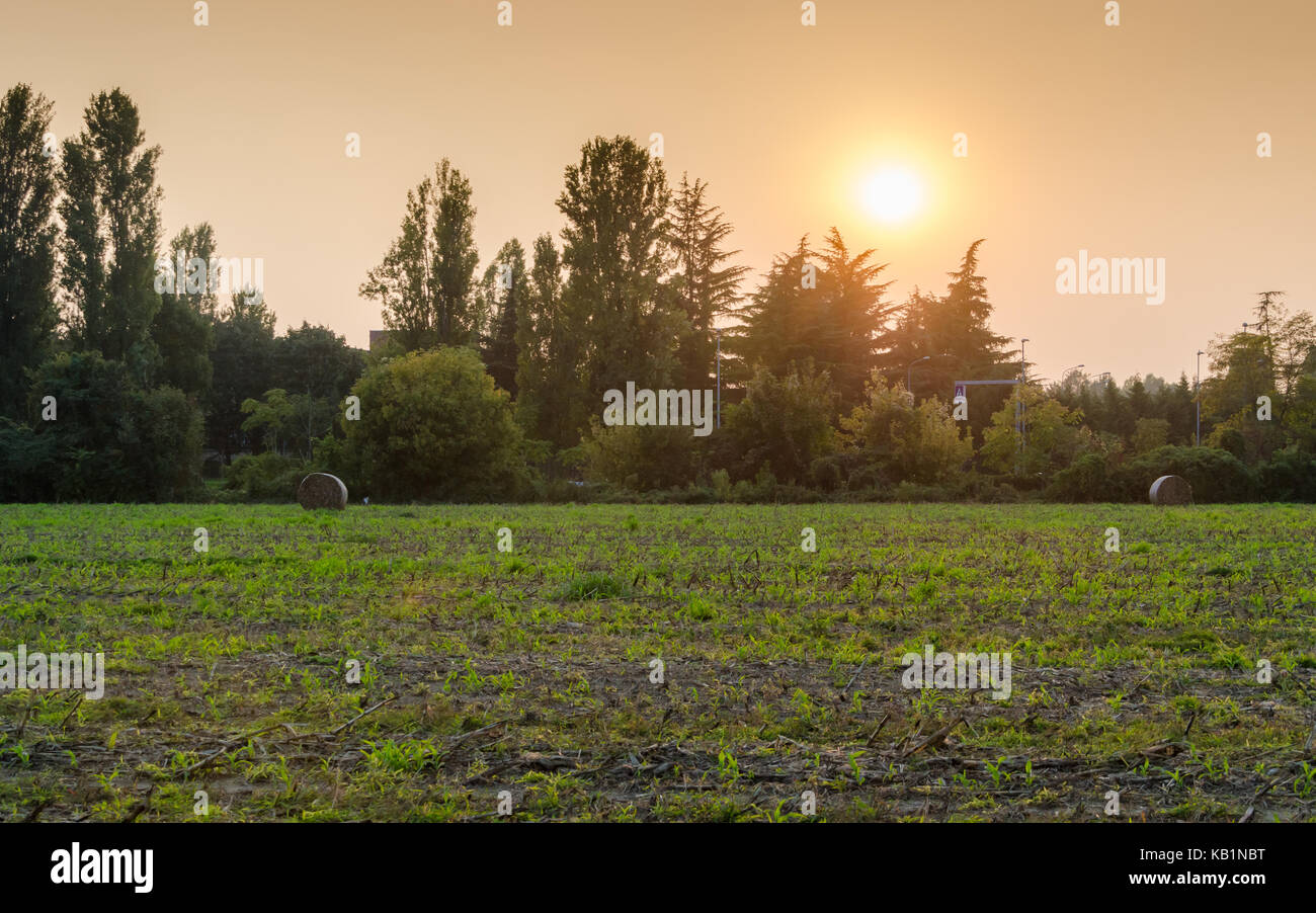 Failed crops on field against the sky (armageddon theme Stock Photo - Alamy