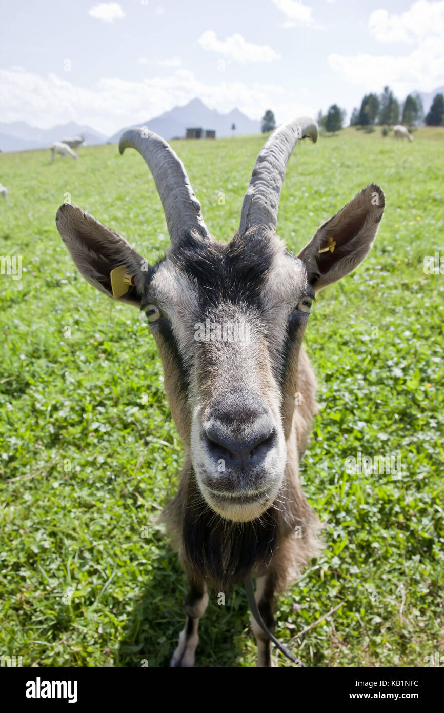 Goat, meadow, curiously, view camera Stock Photo - Alamy