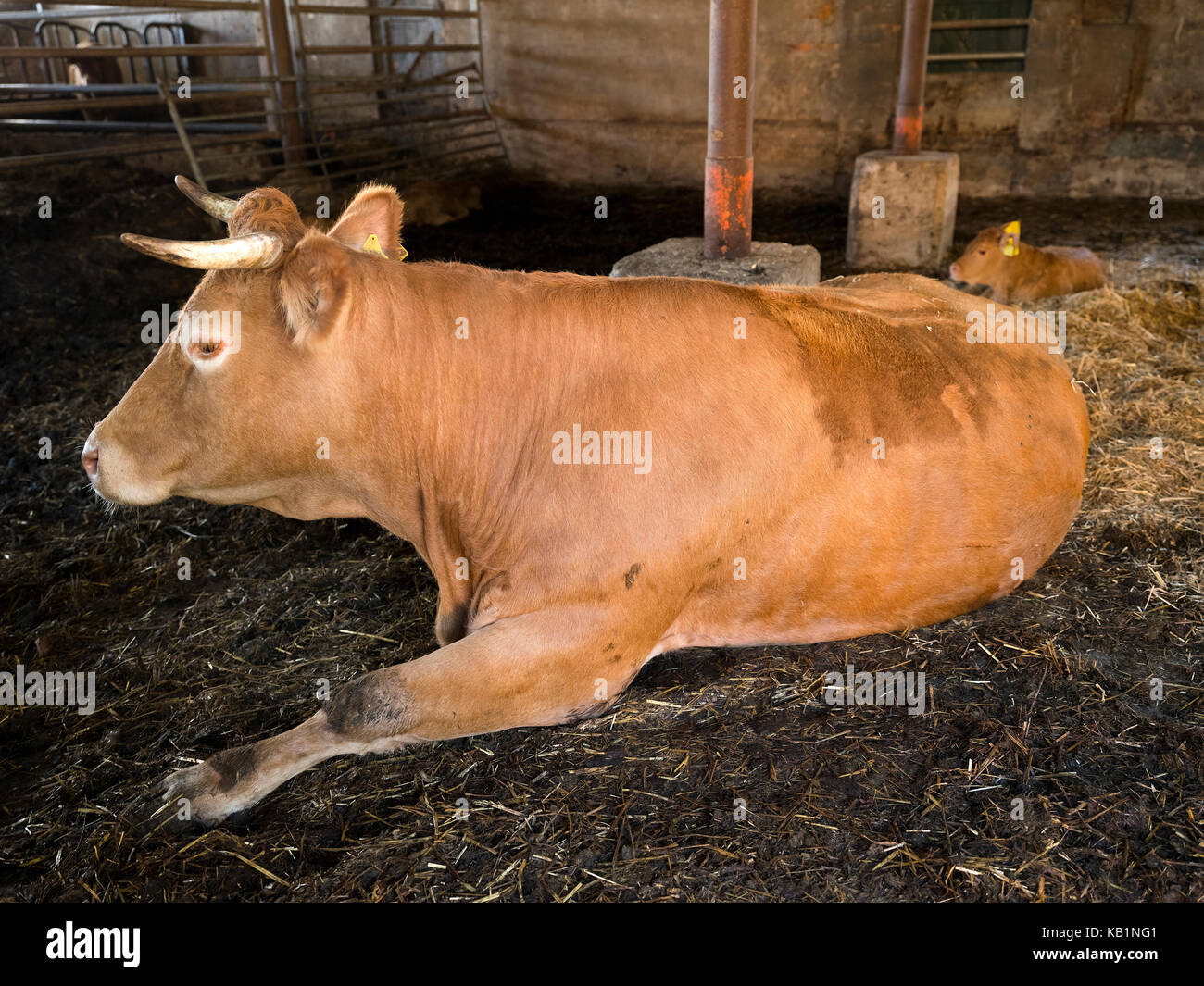 horned limousin cow inside barn on organic farm in the netherlands near ...