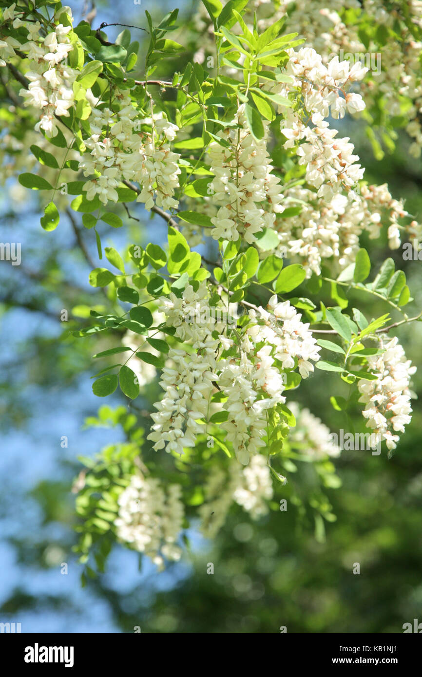 False acacia hi-res stock photography and images - Alamy