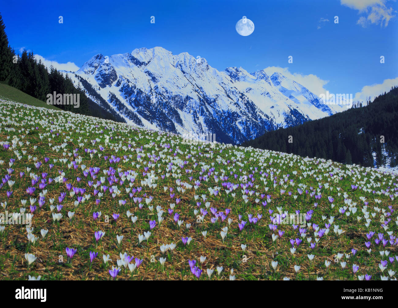 Crocus meadow near Gerlos, Zillertal Stock Photo - Alamy