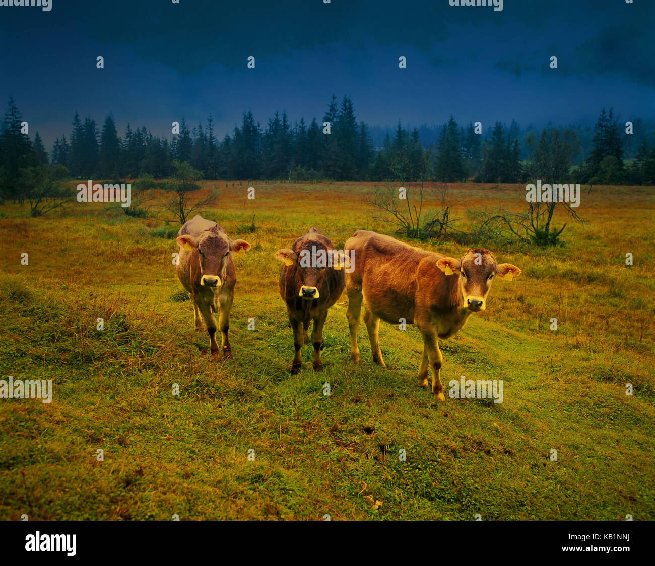 Hill moor in fog hi-res stock photography and images - Alamy