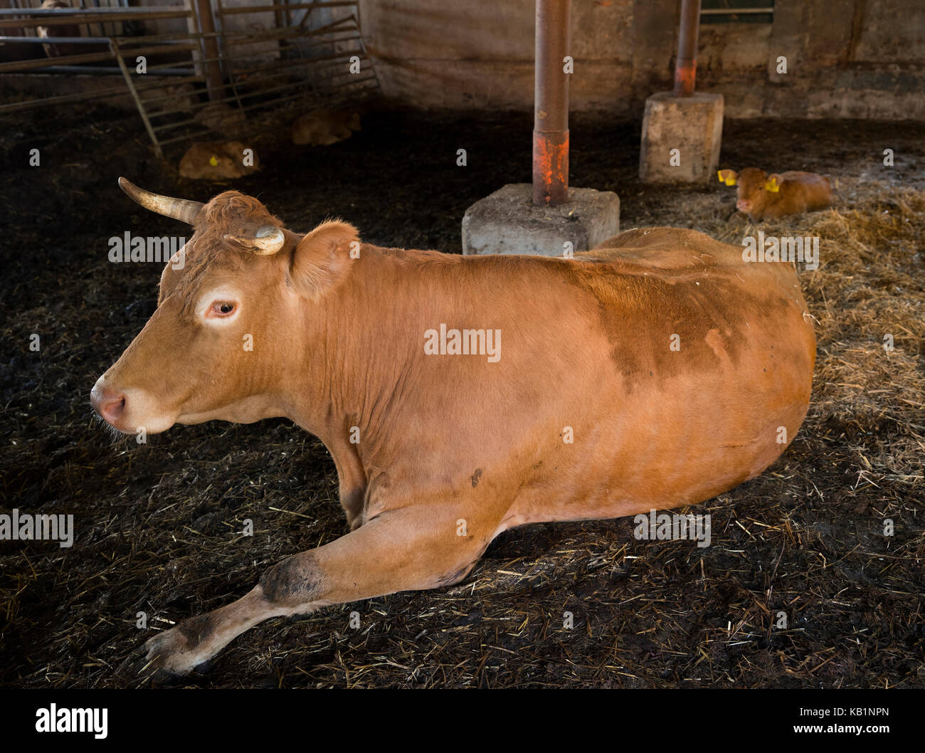 horned limousin cow and calf inside barn on organic farm in the ...