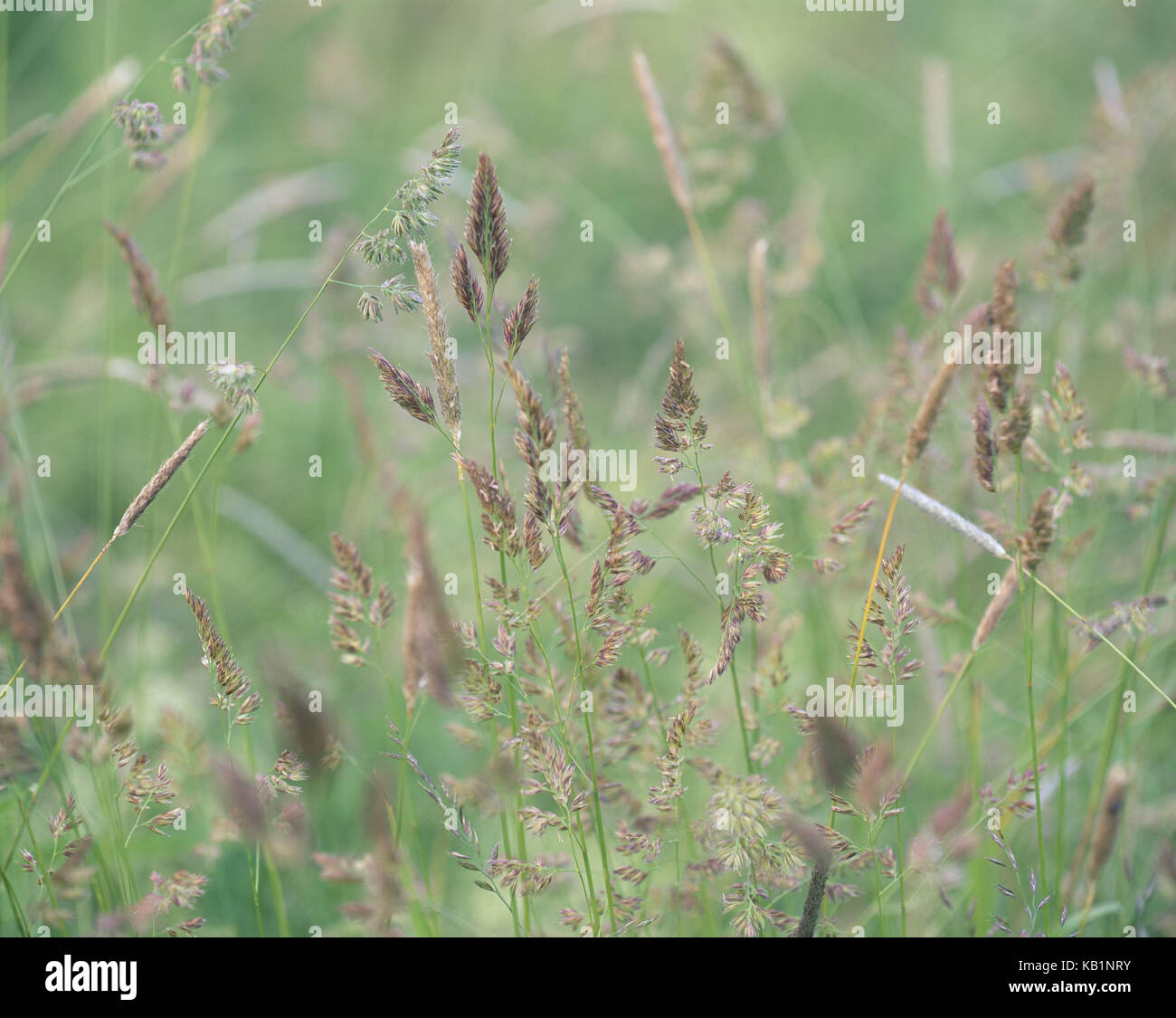 Grass, medium close-up Stock Photo - Alamy