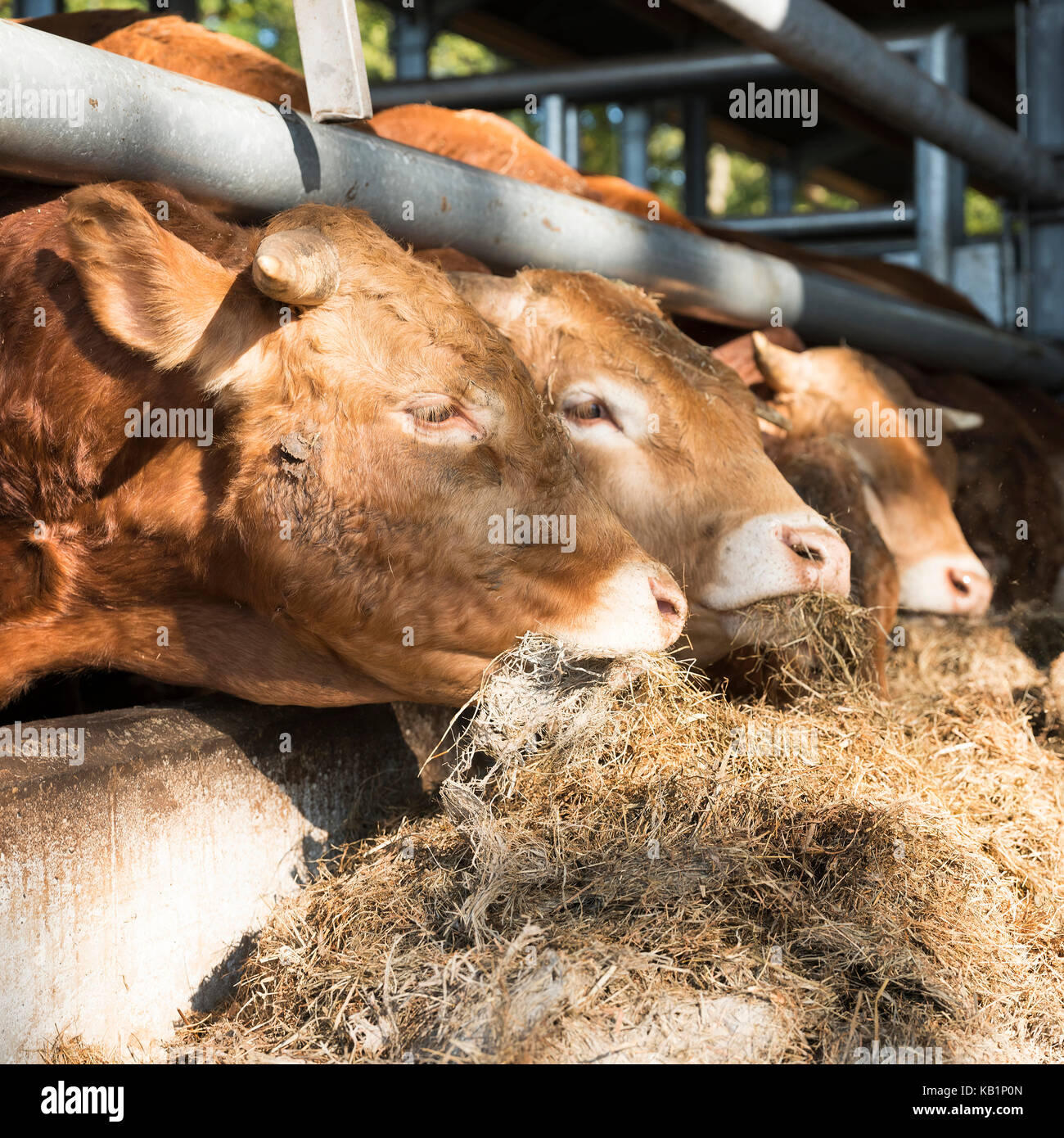 three limousin bulls feed inside open barn on organic farm in the ...
