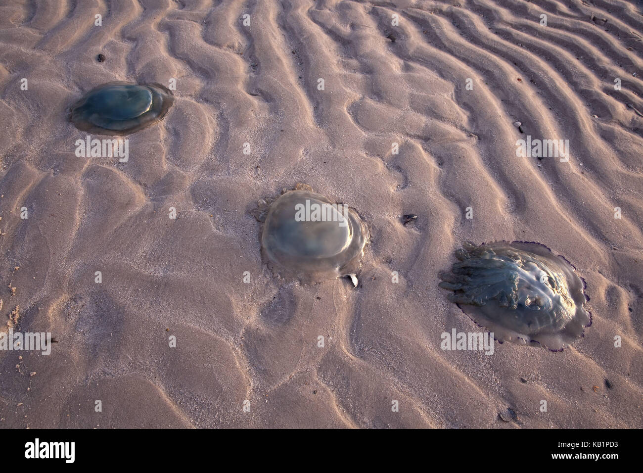 Alluvial island hi-res stock photography and images - Alamy