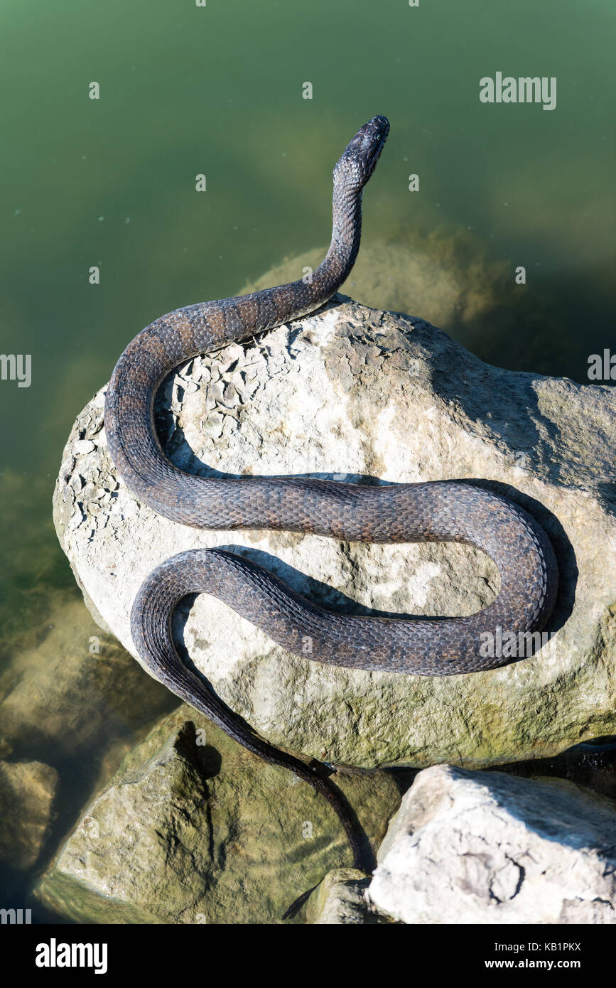 Snake on a rock Stock Photo - Alamy