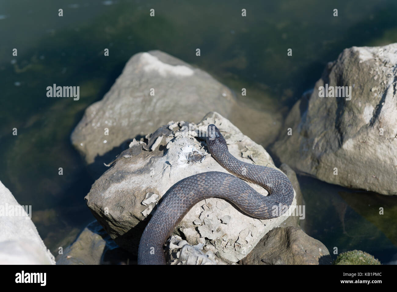 Snake on a rock Stock Photo - Alamy