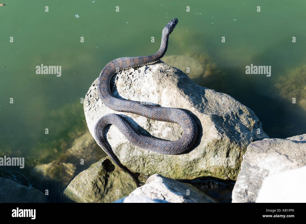 Snake on a rock Stock Photo - Alamy