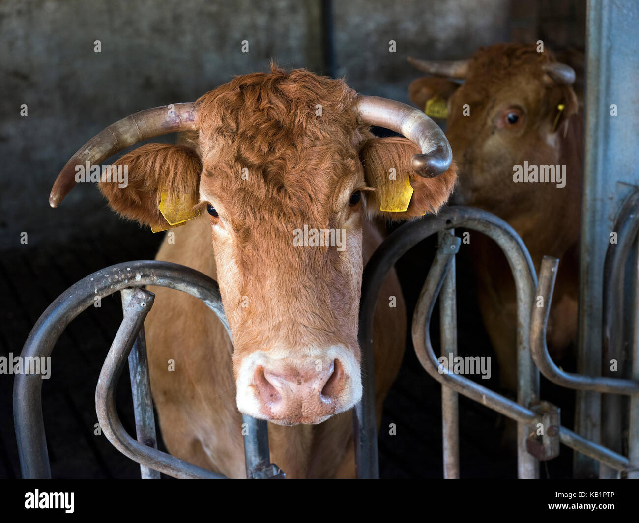 horned limousin cow inside barn on organic farm in the netherlands near ...