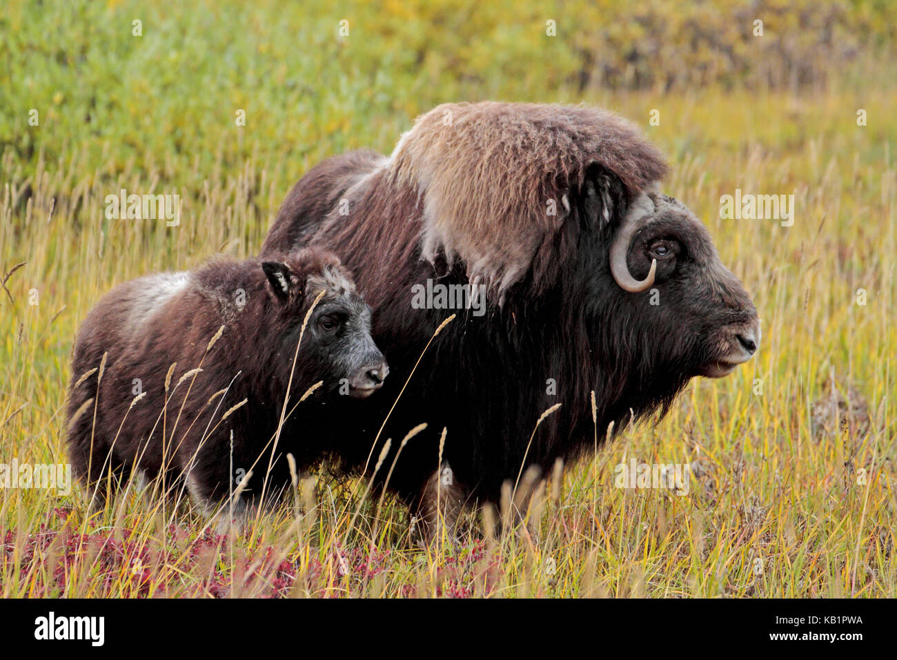 North America, the USA, Alaska, North Slope, musk ox, Ovibos moschatus ...