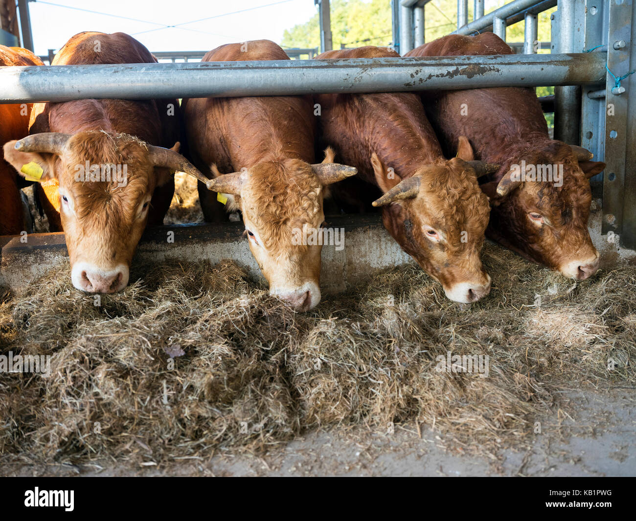 four limousin bulls feed inside open barn on organic farm in the ...