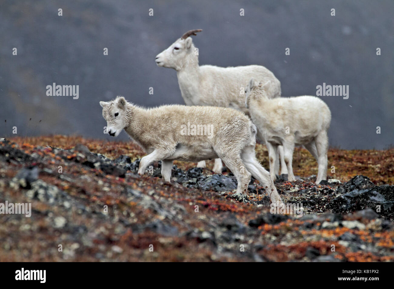 North America, the USA, Alaska, Brooks Range, Dallschaf, Ovis dalli ...