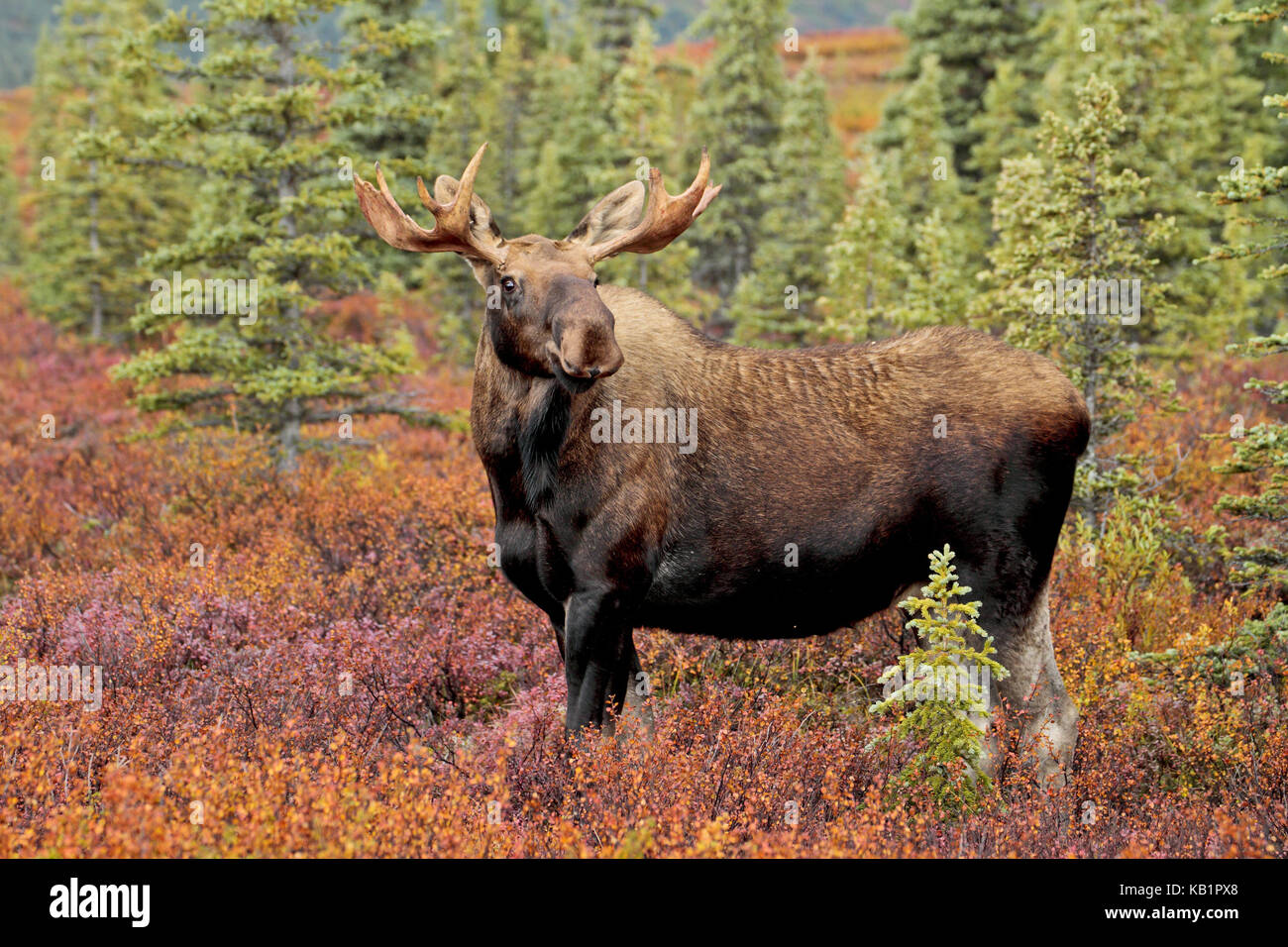 Alaska elk hi-res stock photography and images - Alamy