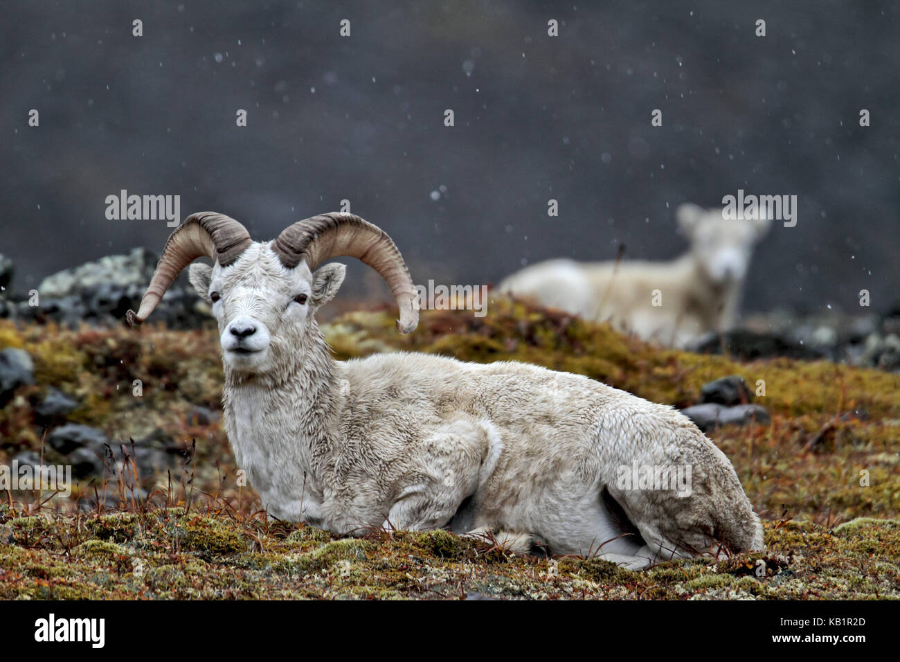 North America, the USA, Alaska, Brooks Range, Dallschaf, Ovis dalli ...