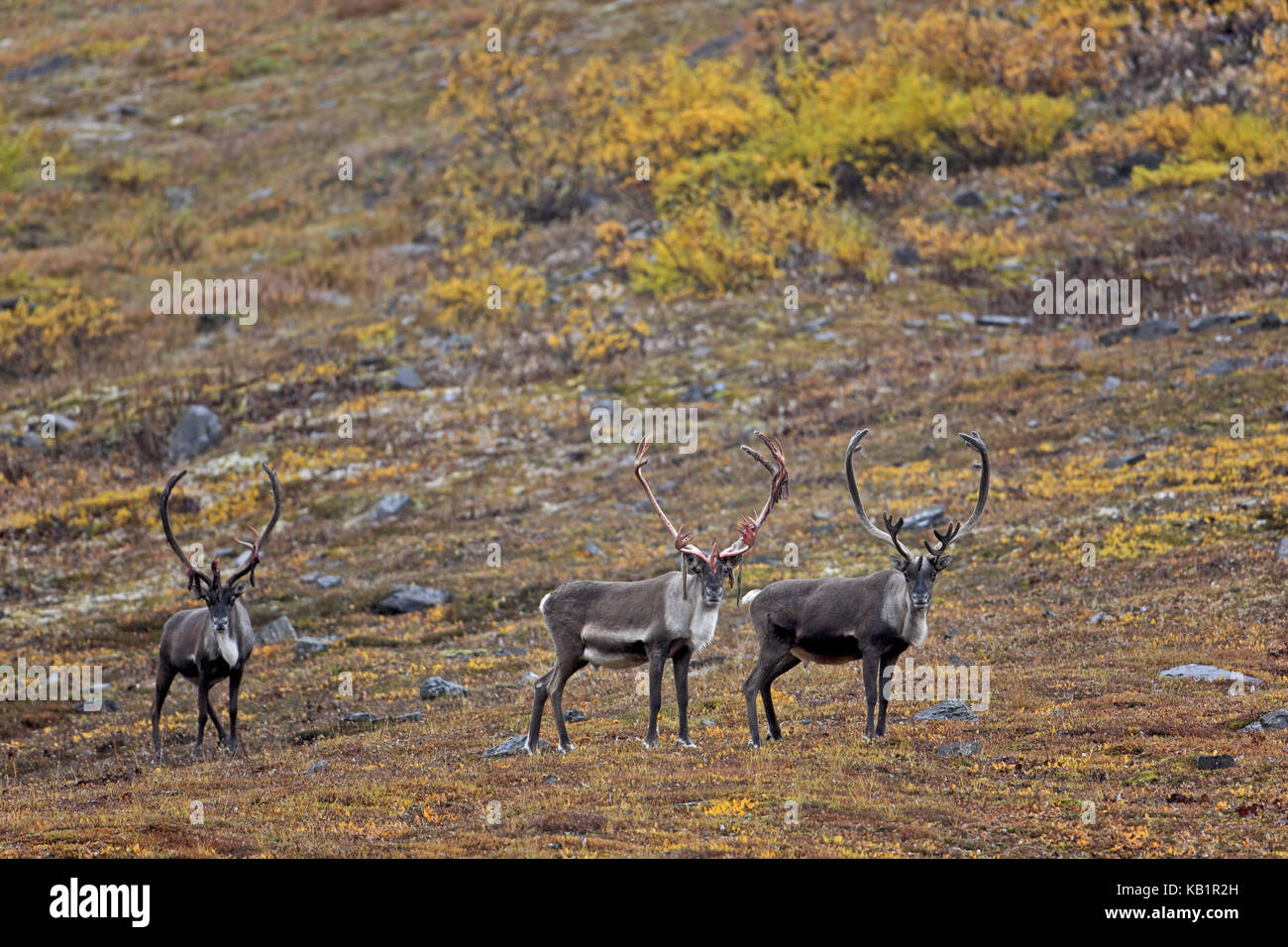 North America, the USA, Alaska, Brooks Range, caribou, Rangifer ...