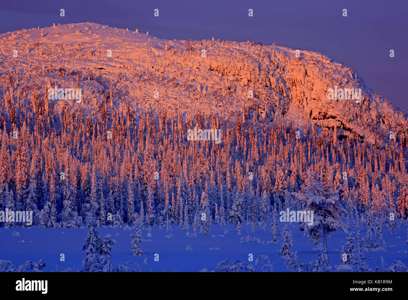 Sweden, Swedish Lapland, Laponia, winter scenery, trees Stock Photo - Alamy