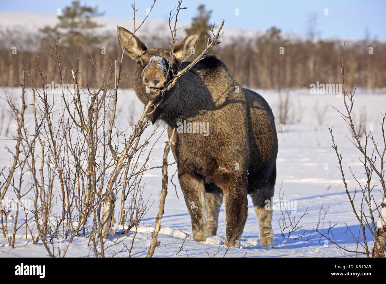 Swedish lapland animal hi-res stock photography and images - Alamy