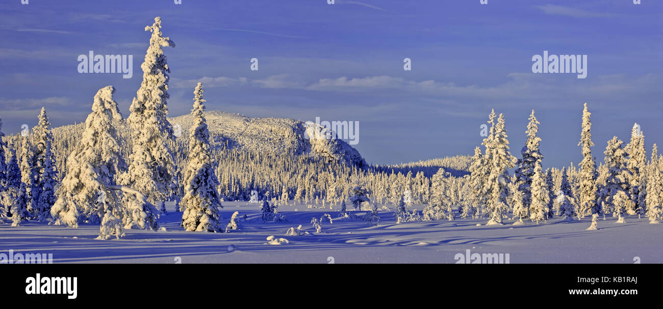 Sweden, Swedish Lapland, Laponia, winter scenery, trees Stock Photo - Alamy