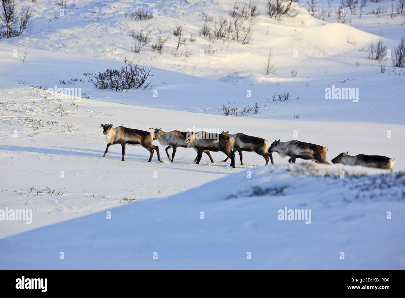 Sweden, Lapland, Abisko national park, reindeers, Rangifer tarandus ...